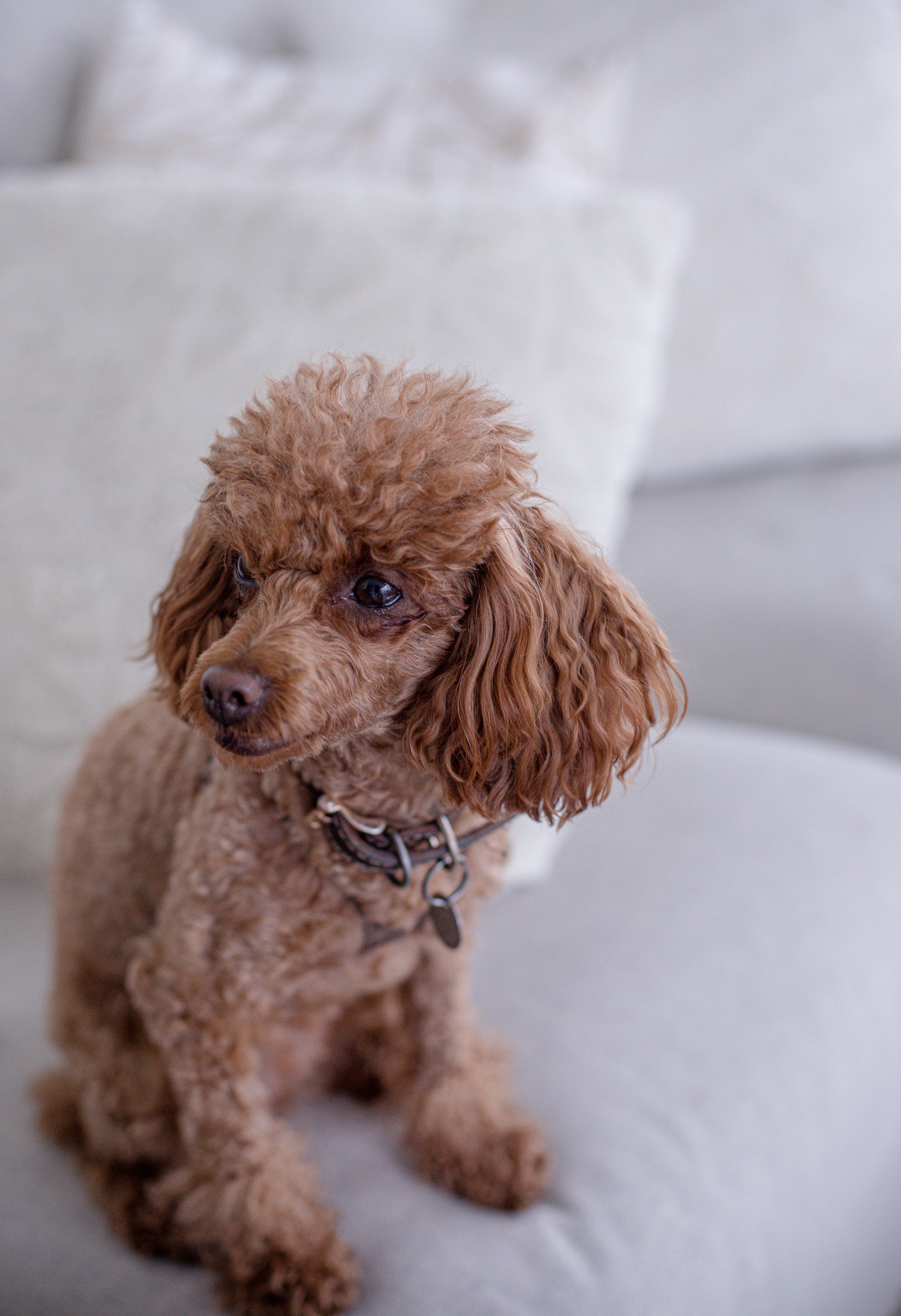 Paws on Plates - Where Health Meats Happiness - Home Cooked Dog Food